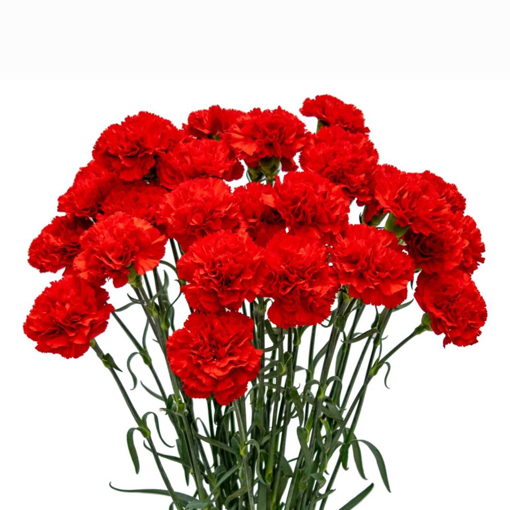 Red Carnations