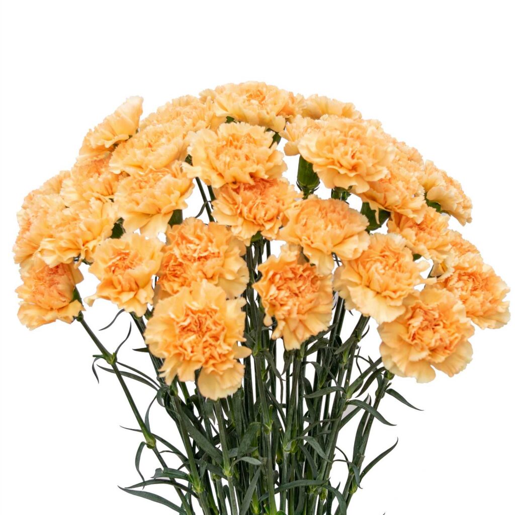 Gold Carnations