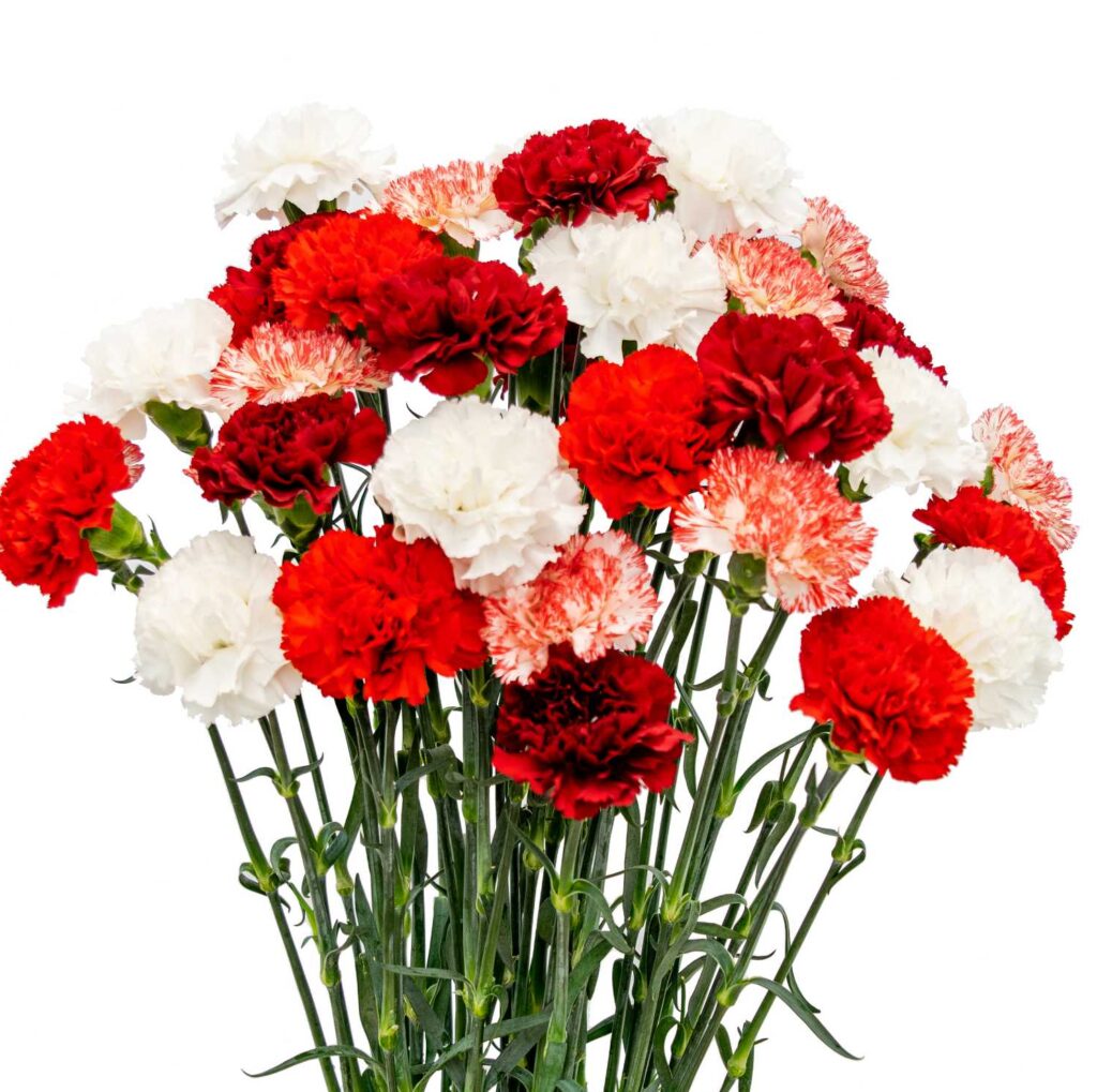 Bicolor Carnations