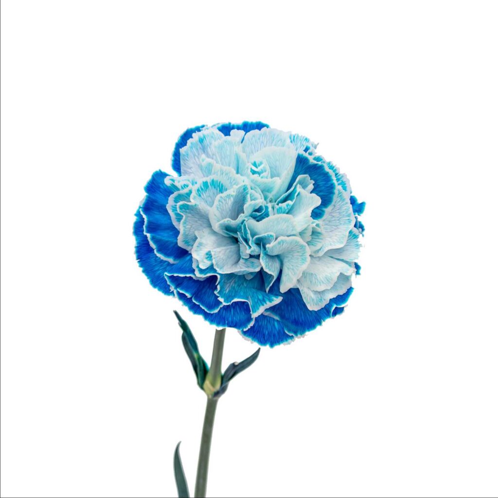 Tinted Blue Carnations