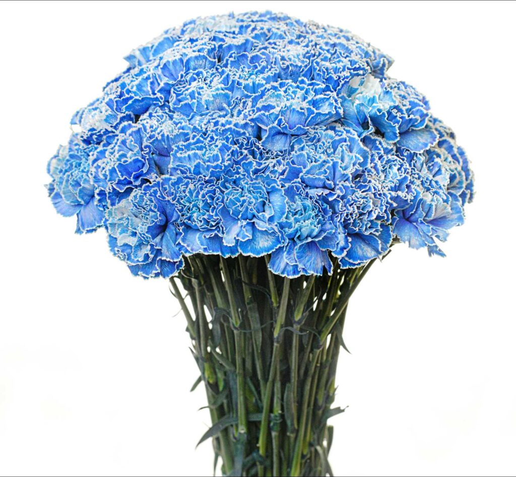 Tinted Blue Carnations